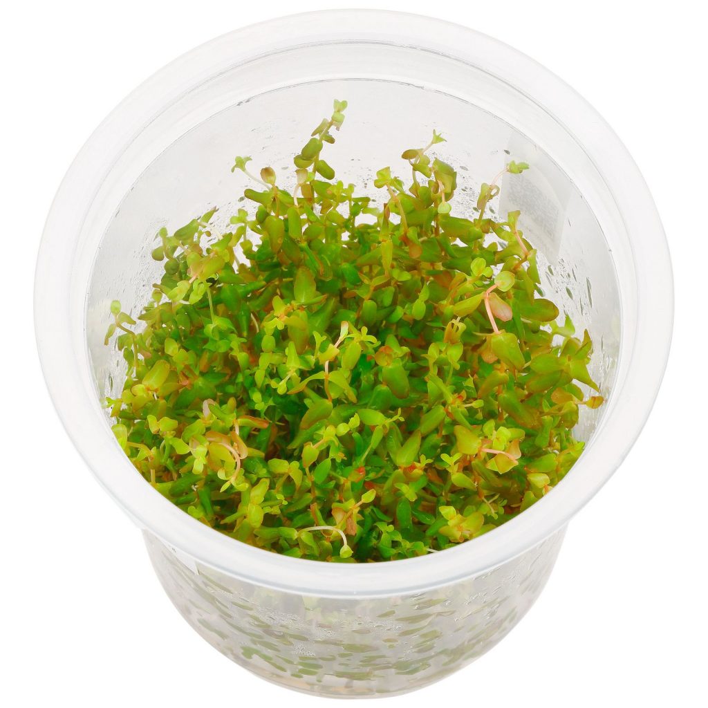 Rotala macrandra 'Green' - ADA South Africa